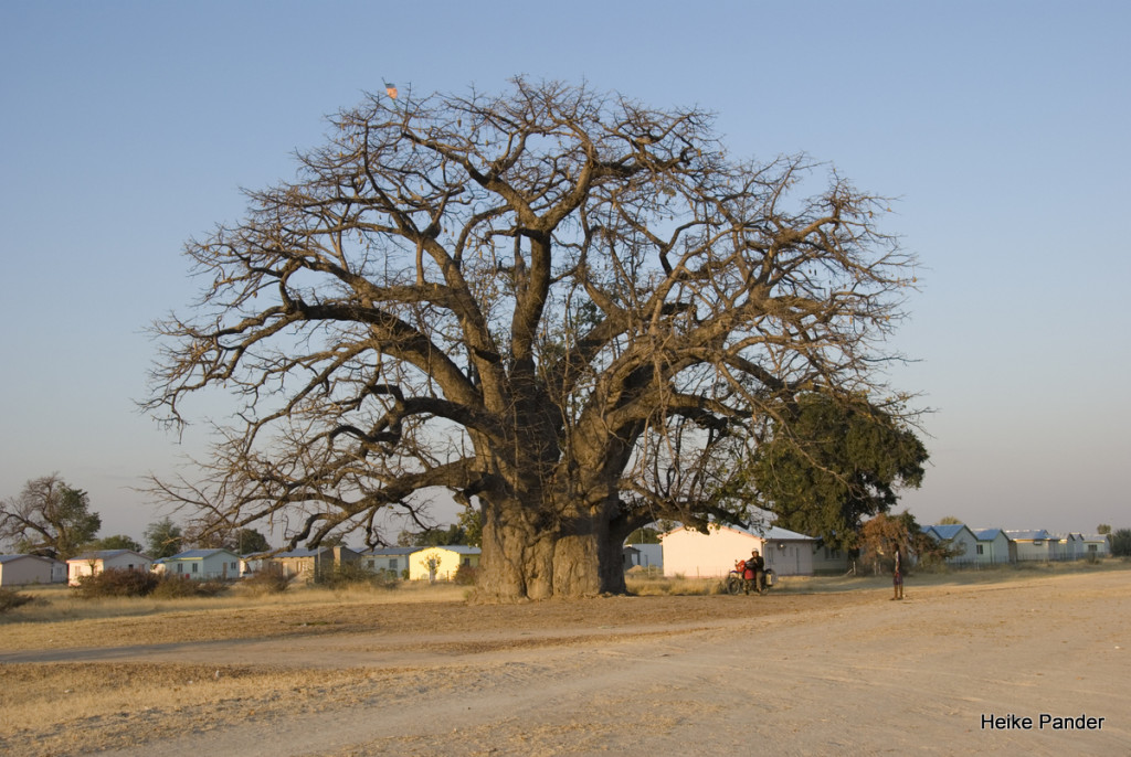 0003_Outapi_0021 - Baobab