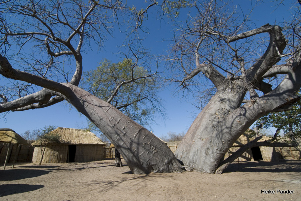 Baobab-Journey, Southern Africa - Baobab