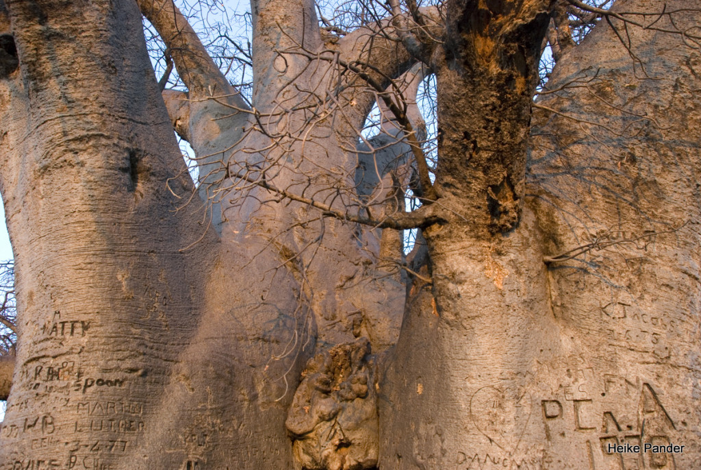 Outapi, Namibia - Baobab