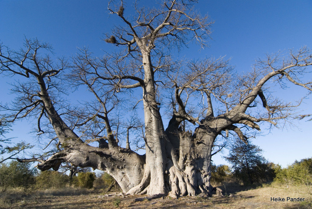 Tsumkwe, Namibia - Baobab