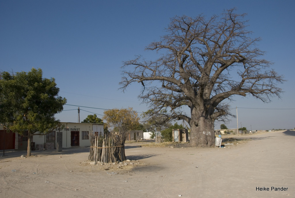 Baobab in Outapi - Baobab