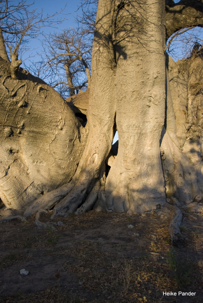 Tsumkwe, Namibia - Baobab