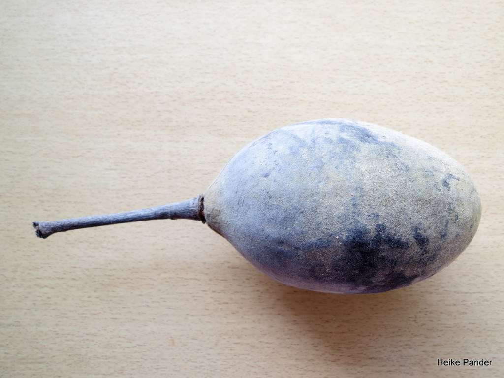 Baobabs and Their Wild Fruits - Baobab