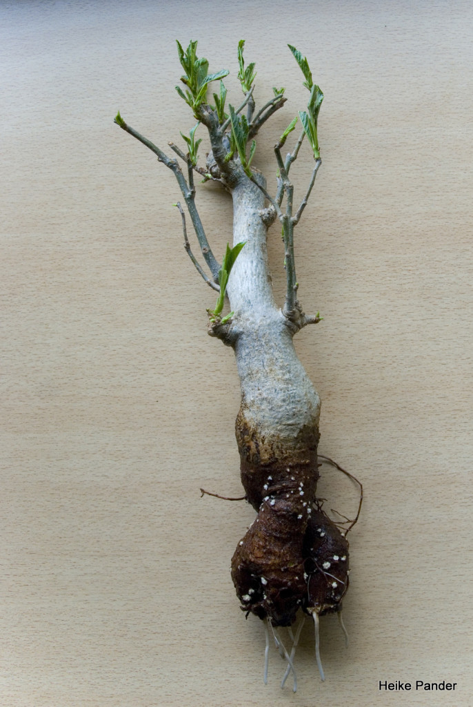 Baobab-Seedlings: buying... - Baobab