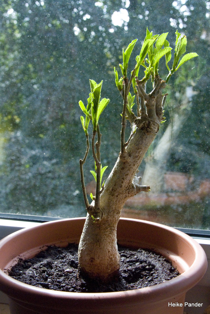 Baobab-Seedlings: buying... - Baobab