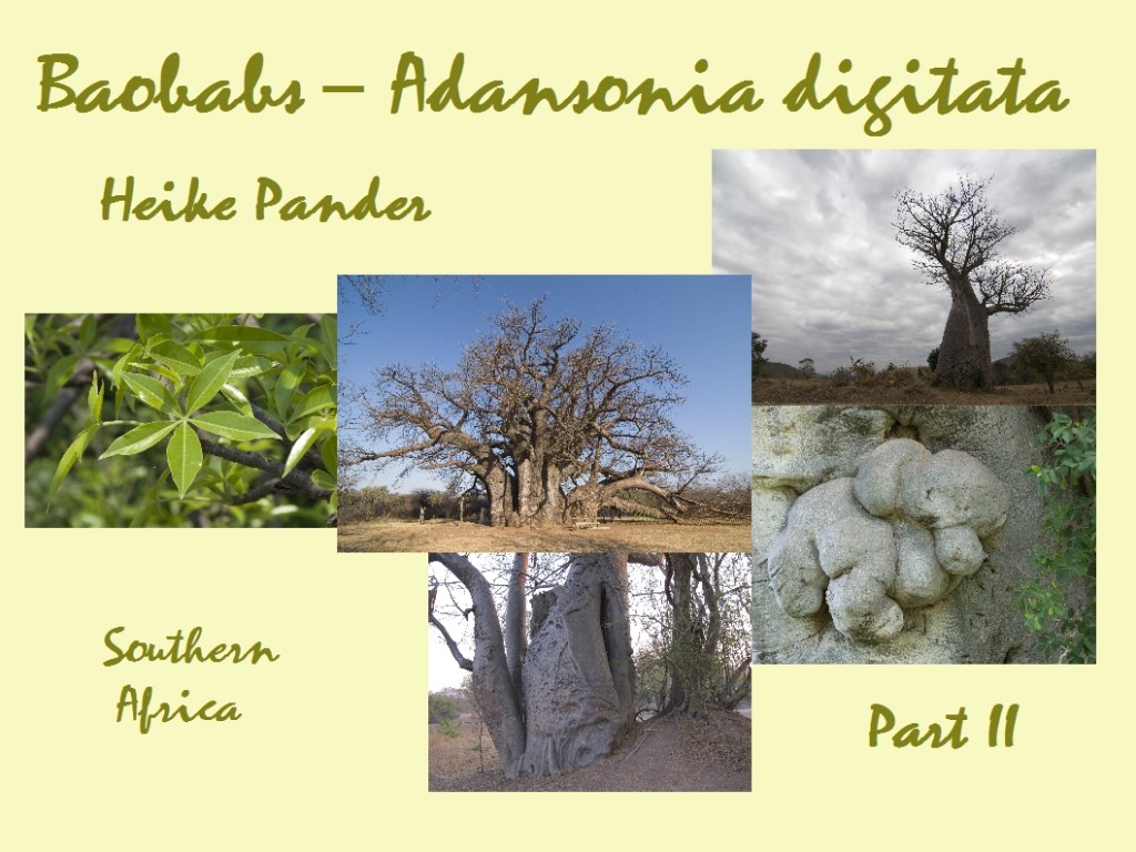 Miraculous Little Baobab Seeds - Baobab