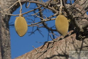 Baobab Super Fruit – Where From and What for? - Baobab