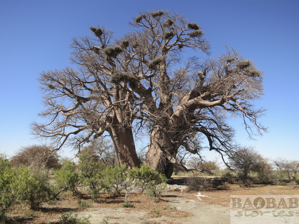 Chapmans_Baobab_BWA_1231 - Baobab
