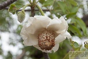 Baobab flowers enchant the night - Baobab