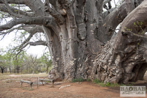 Planting baobabs is worth the effort - Baobab