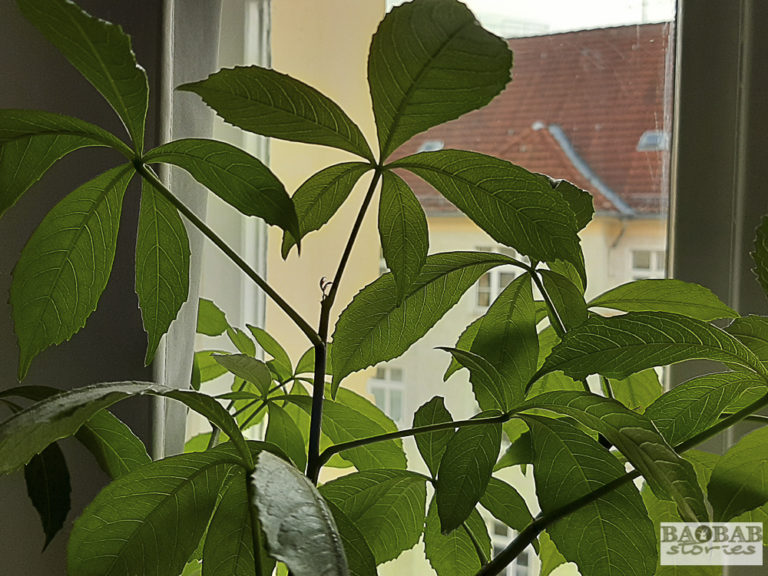 Baobab leaves: growing in spring - Baobab