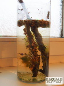 How to propagate baobabs from cut branches successfully - Baobab