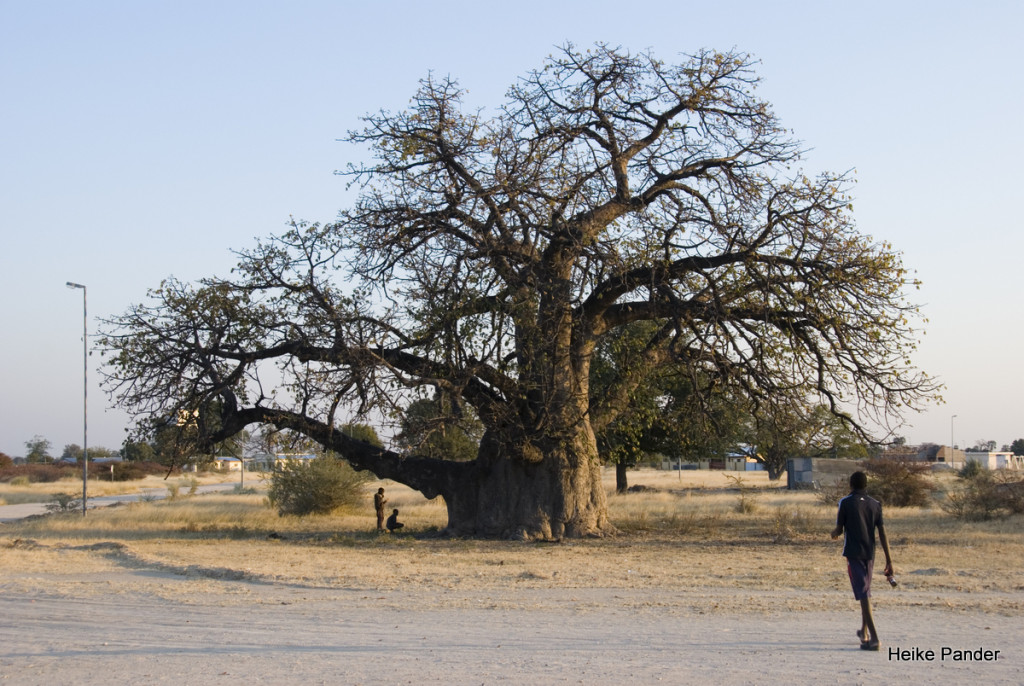 0006_Outapi_0029 - Baobab