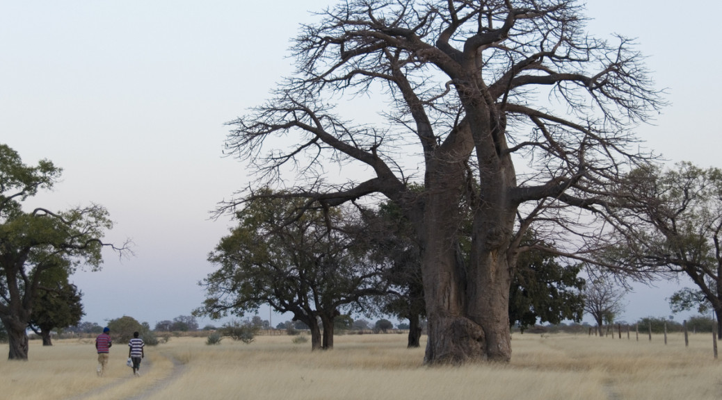 Baobabs - Affenbrotbäume