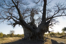 Tsumkwe, Namibia - Baobab