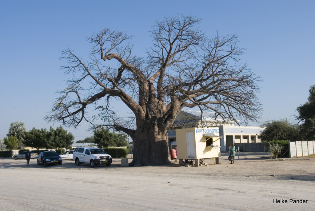 0034_Outapi_0165 - Baobab