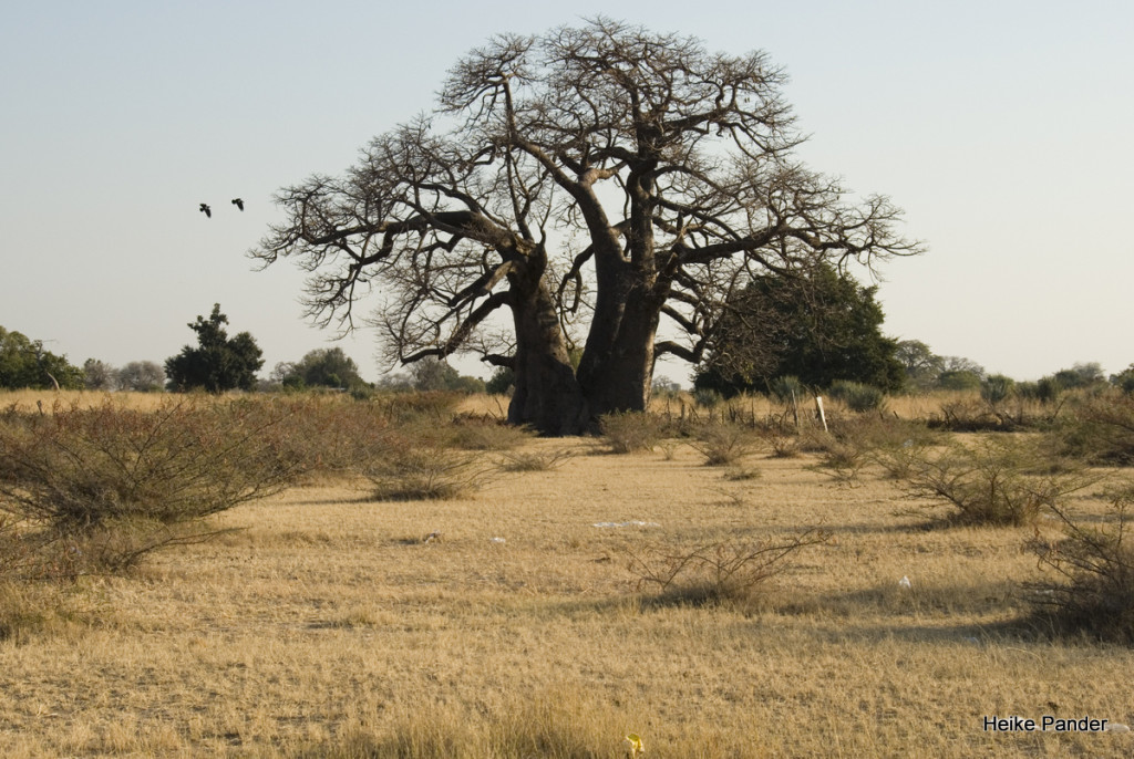 0040_Outapi_0145 - Baobab