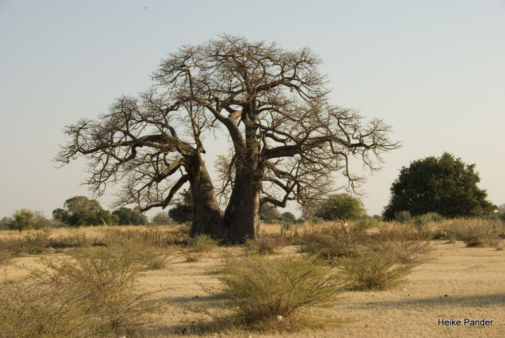 Outapi, Namibia - Baobab
