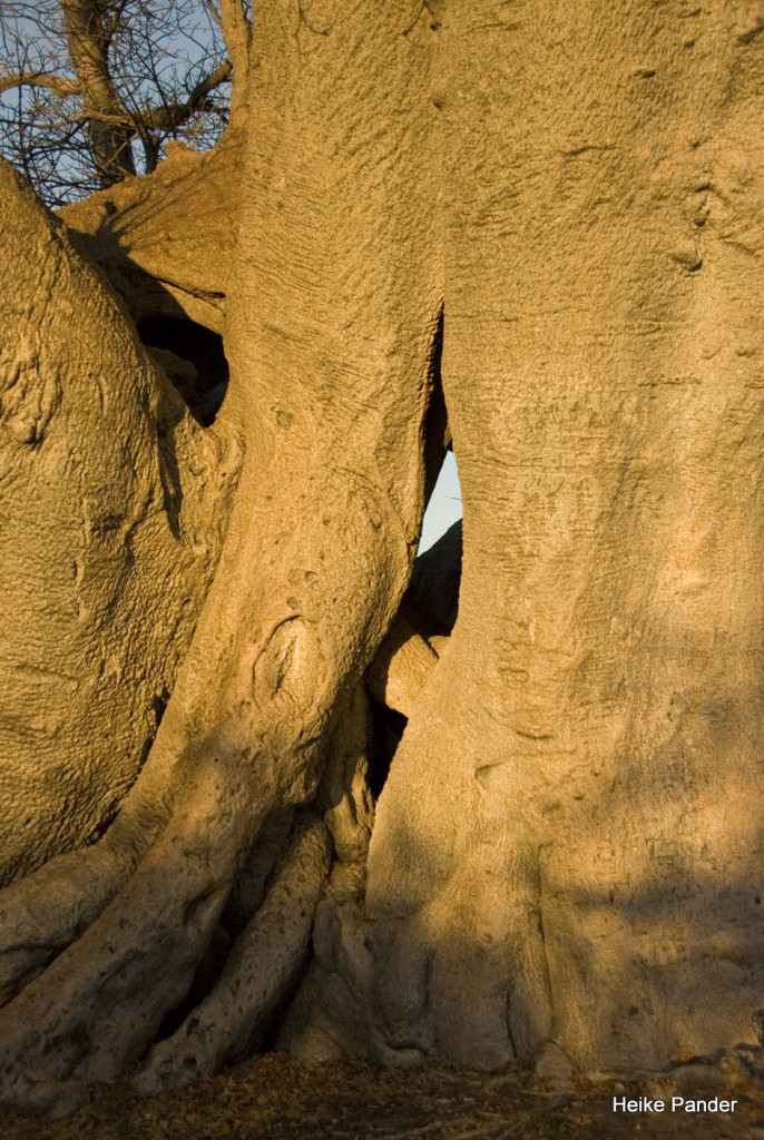 Tsumkwe, Namibia - Baobab