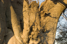 Tsumkwe, Namibia - Baobab