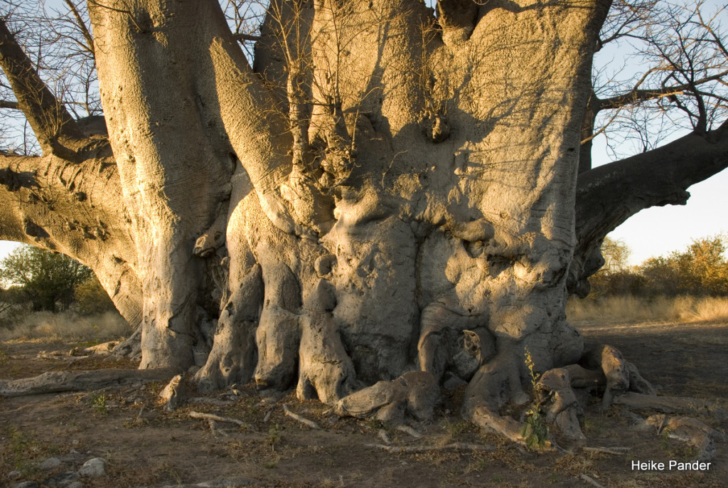 Tsumkwe, Namibia - Baobab